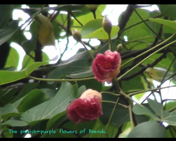 Bhendi Tree – SmallScience