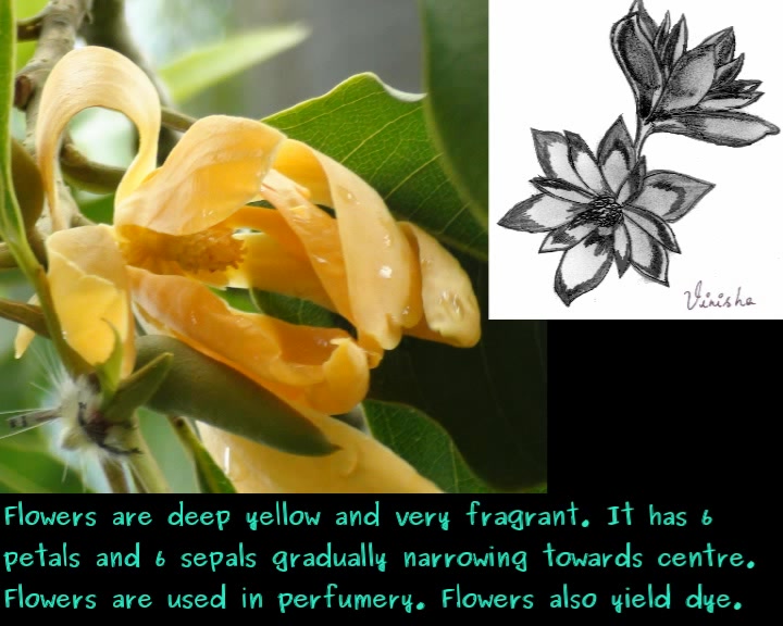 Champak Tree – SmallScience