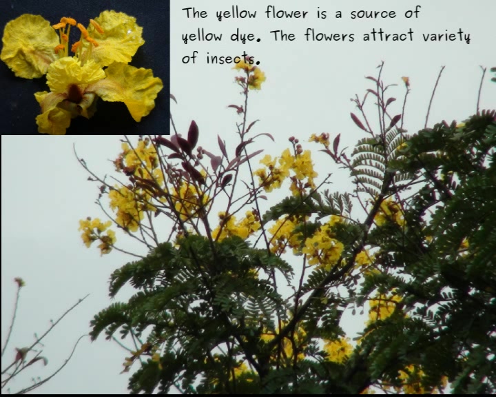 Copper Pod – SmallScience