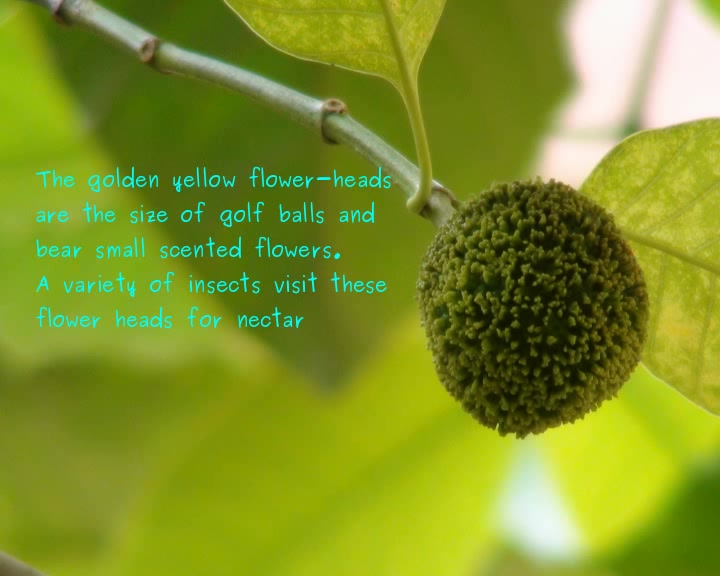 Kadamb tree – SmallScience