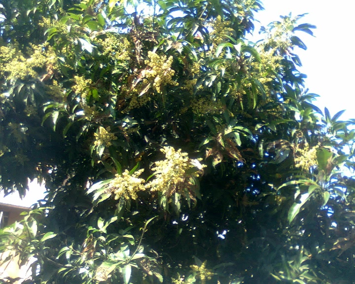 Mango Tree – SmallScience