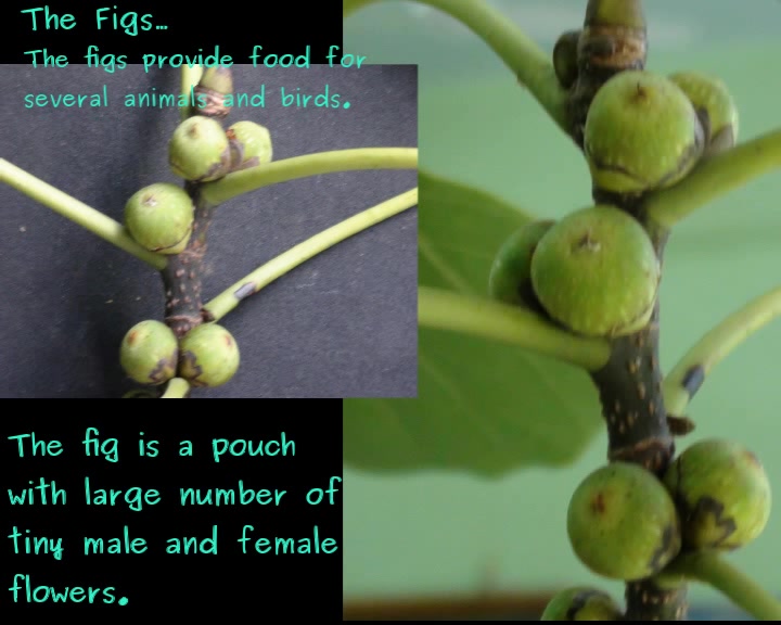 Peepul Tree – SmallScience