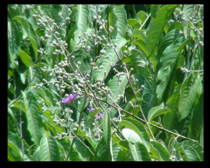 Queen’s Flower – SmallScience