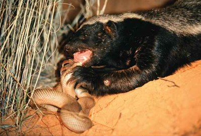 Honey Guide and the Ratel – SmallScience