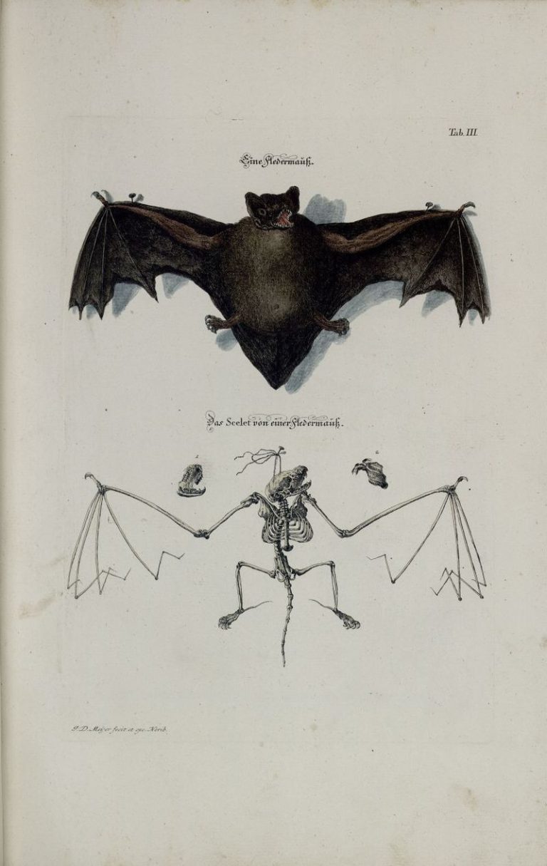 How bats fly ? – SmallScience