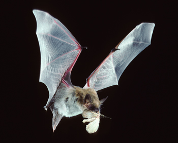 Tiger Moths and Bats – SmallScience