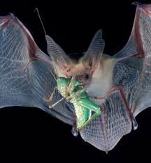 How bats help us ? – SmallScience