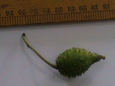 Wild Vegetables – SmallScience